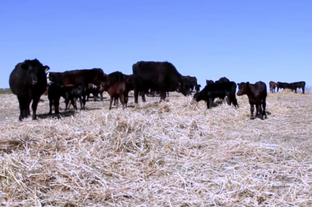Keeping cattle healthy on pasture - Grainews