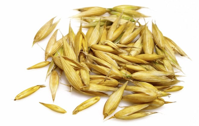 New oat varieties on the horizon | Grainews