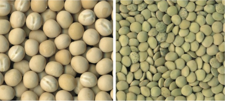 New pulse crop varieties for 2016 - Grainews