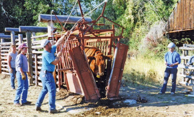Safety reminders when working cattle