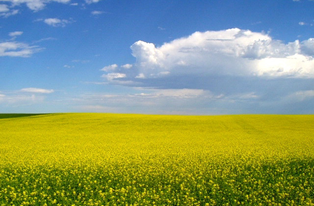 Managing mustard on the Prairies | Grainews
