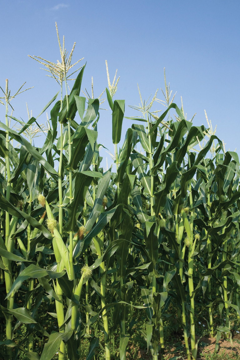 New corn varieties for Western Canada in 2017