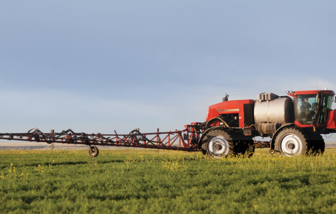 Weeds, disease and insects in mustard | Grainews