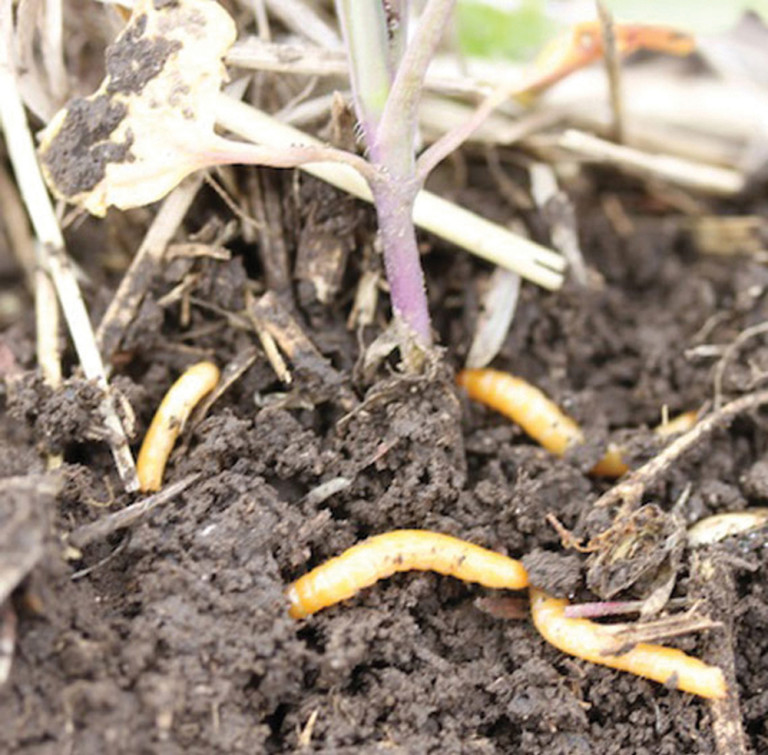 Watch for wireworms in potatoes - Grainews