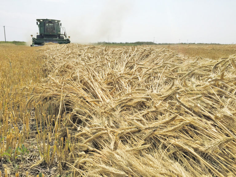 New fall rye varieties are high quality, high value