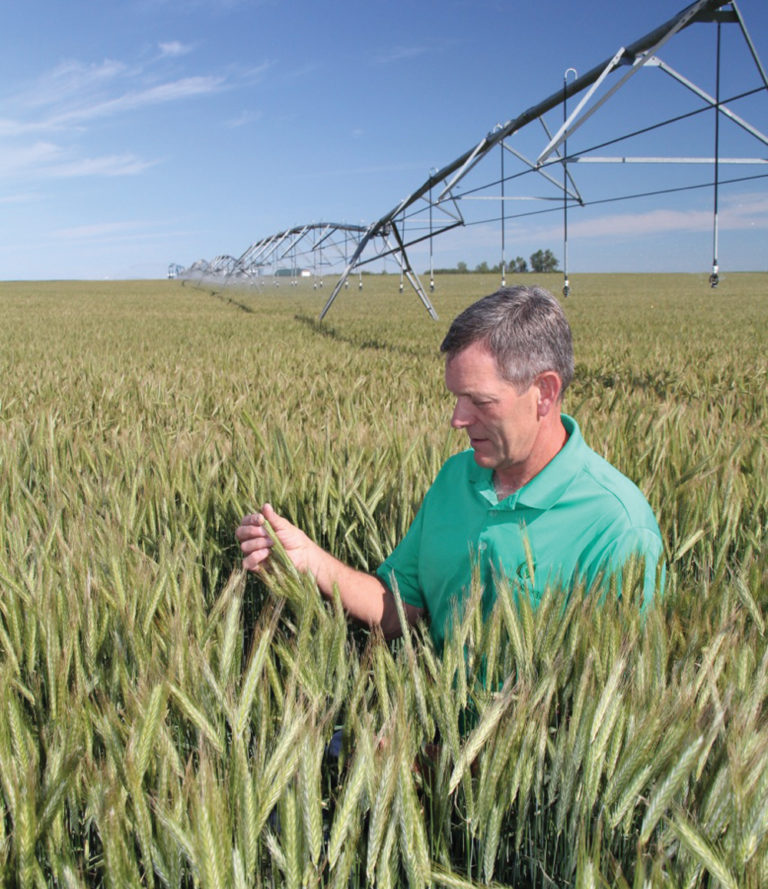 New fall rye varieties are high quality, high value