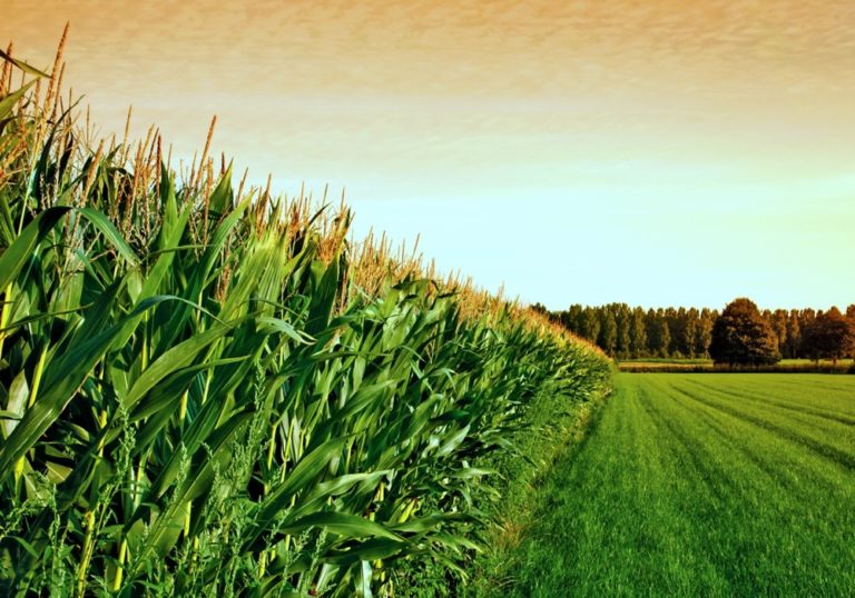 New corn varieties for Western Canada in 2017