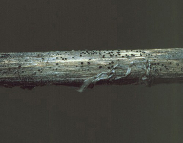 Slowing blackleg resistance with rotation - Grainews