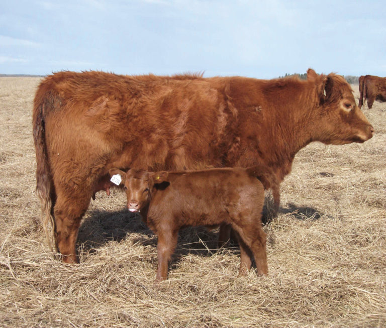 Luing cattle – an efficient maternal breed - Grainews