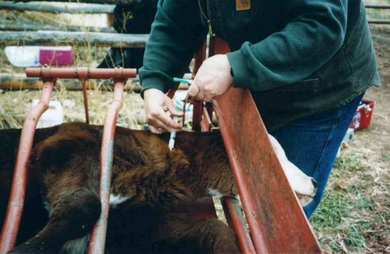 Protecting calves through vaccination - Grainews