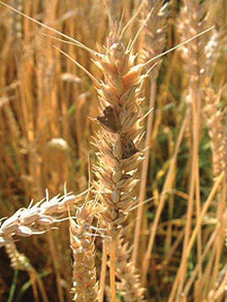 Watch out for ergot in grains - Grainews