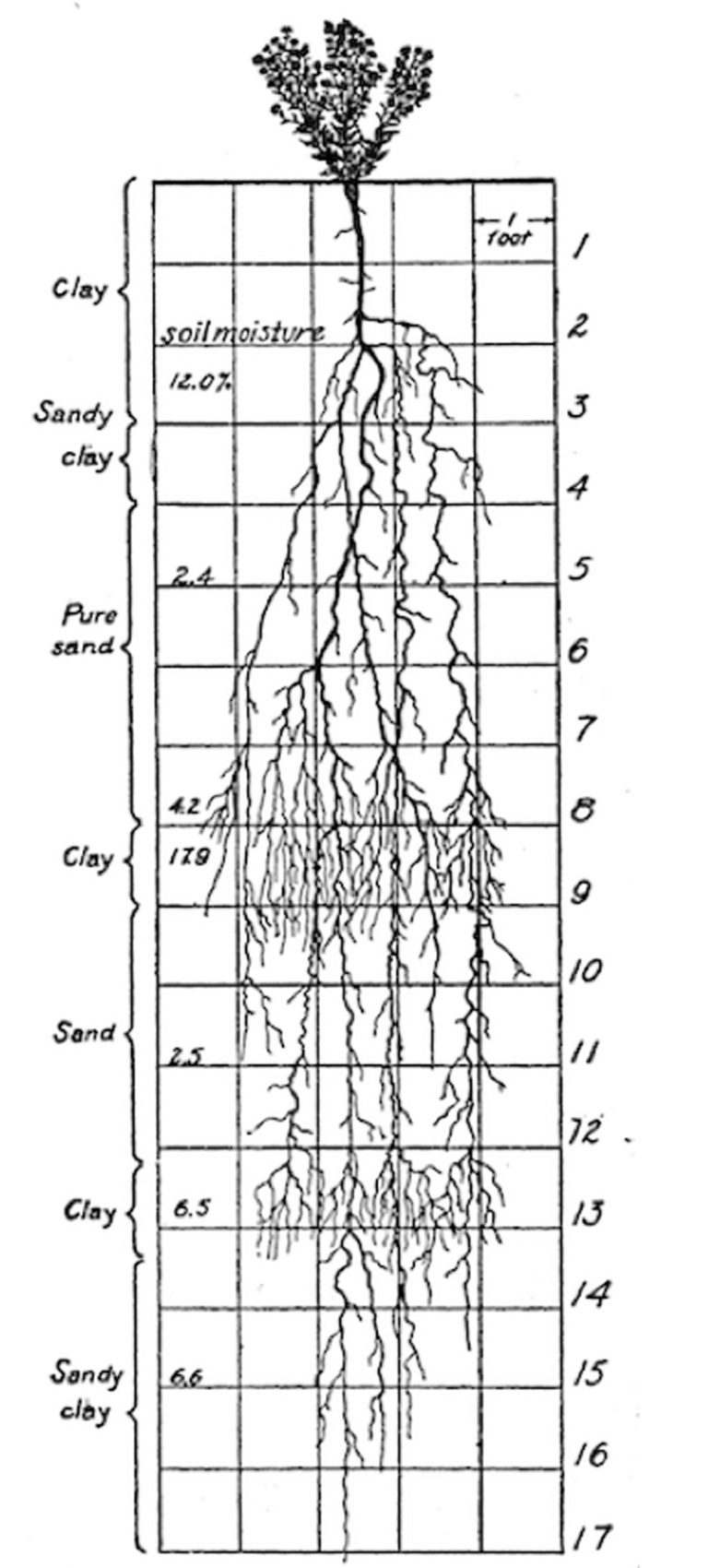 Back to the root of the matter - Grainews