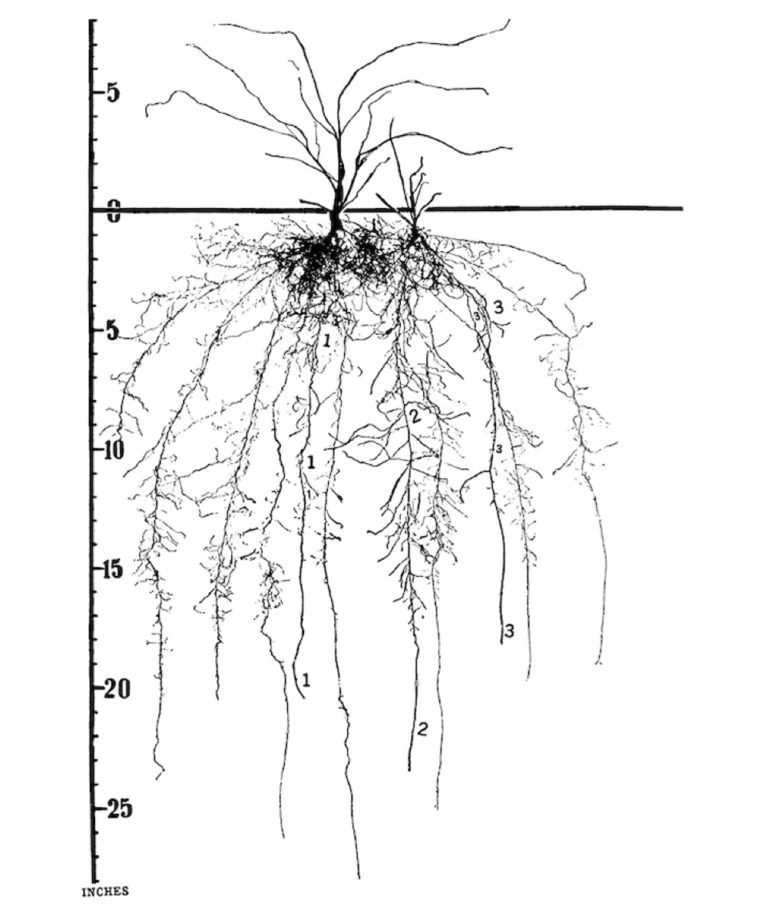 Getting to the root of the matter - Grainews