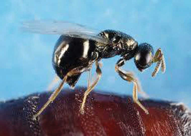 Controlling flies with parasitic insects