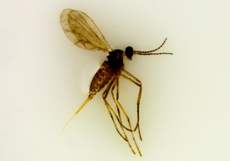 A new species of midge lands on the Prairies - Grainews