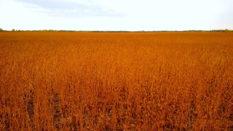 How to harvest pulse crops - Grainews