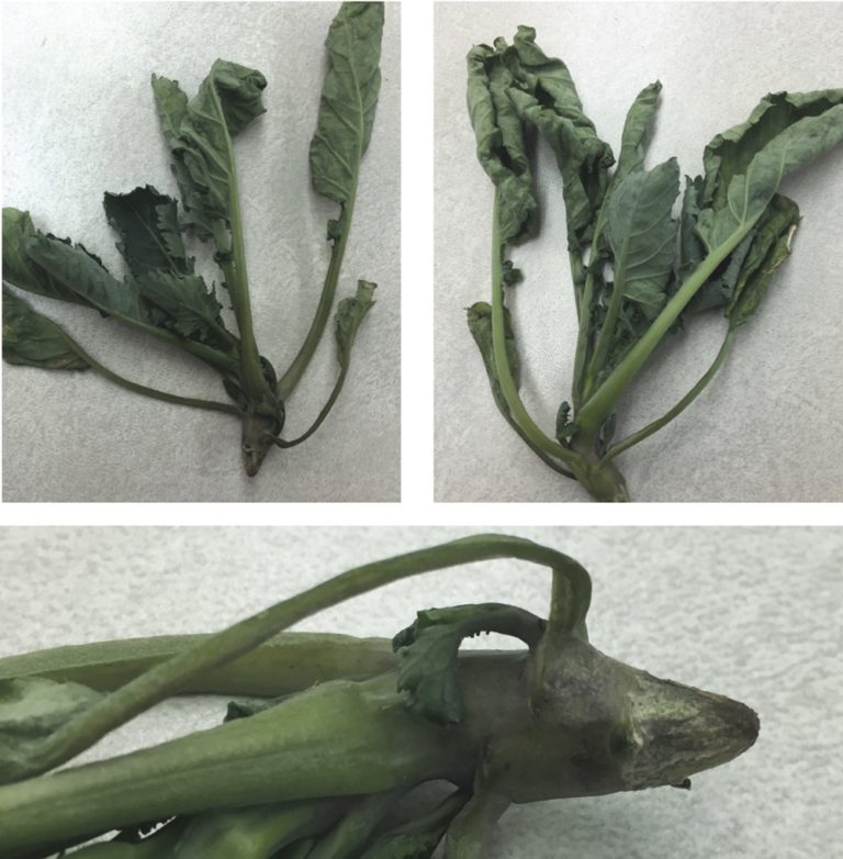 Crop Advisor's Casebook: What happened to these canola roots? - Grainews