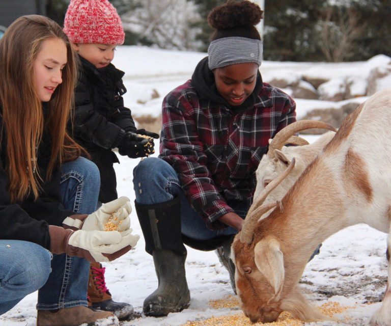 Purebred Angus operation in Saskatchewan a true family business