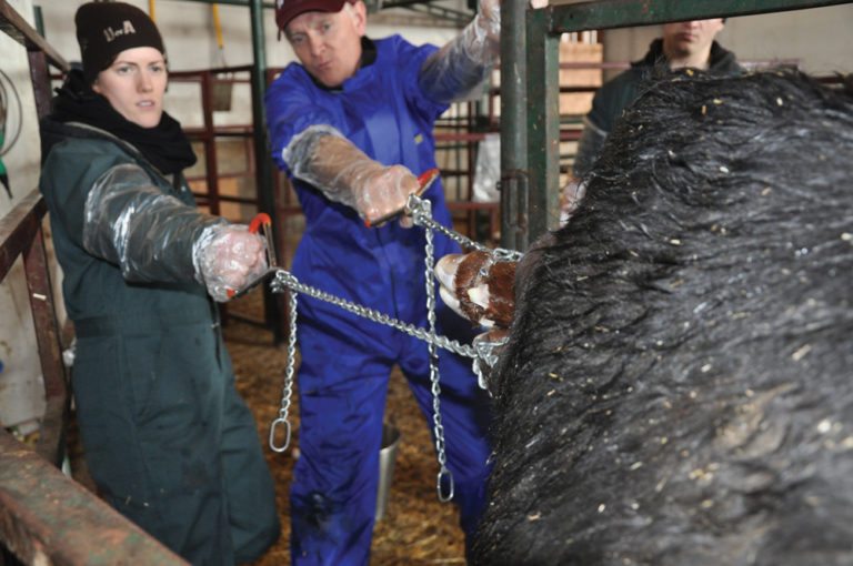 Important tips for pulling a calf - Grainews