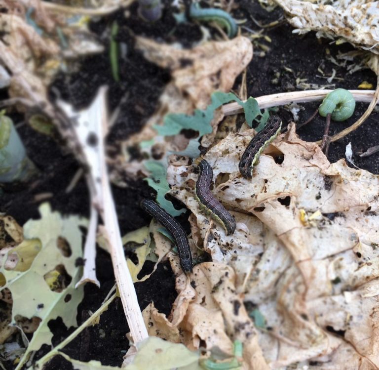 Scout and count beneficial insects in canola before spraying bertha ...