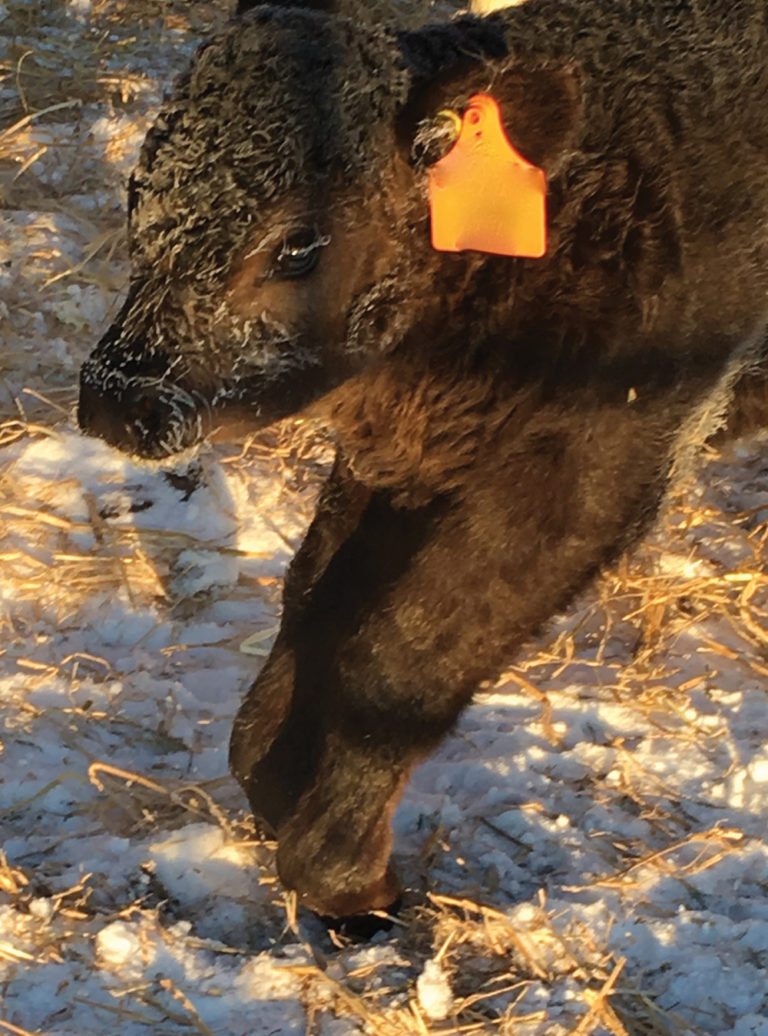 How to Deal with Contracted or Lax Leg Tendons in Calves