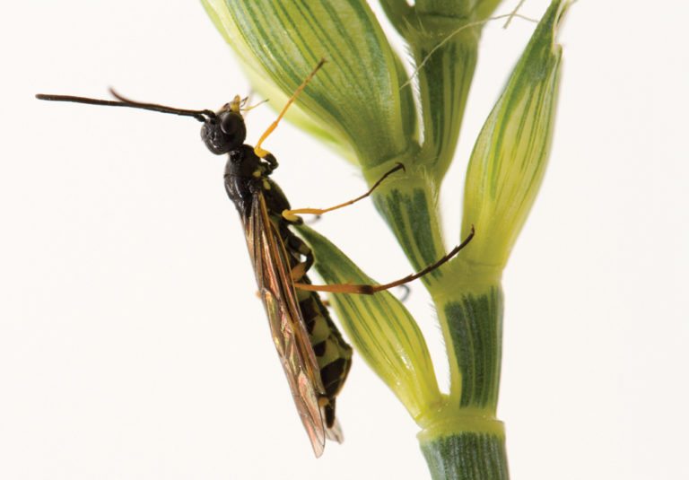 Controlling wheat stem sawfly with natural predators