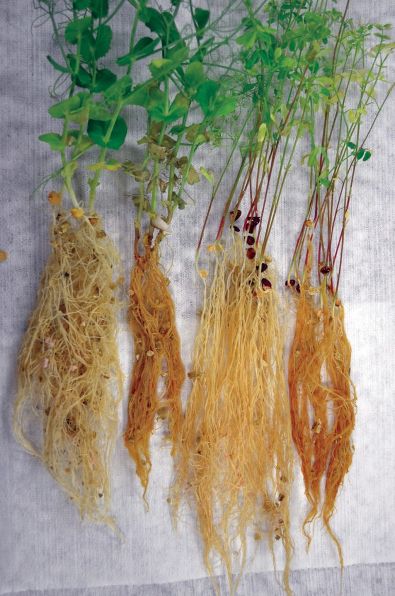 AAFC projects focus on aphanomyces root rot in pulse crops - Grainews