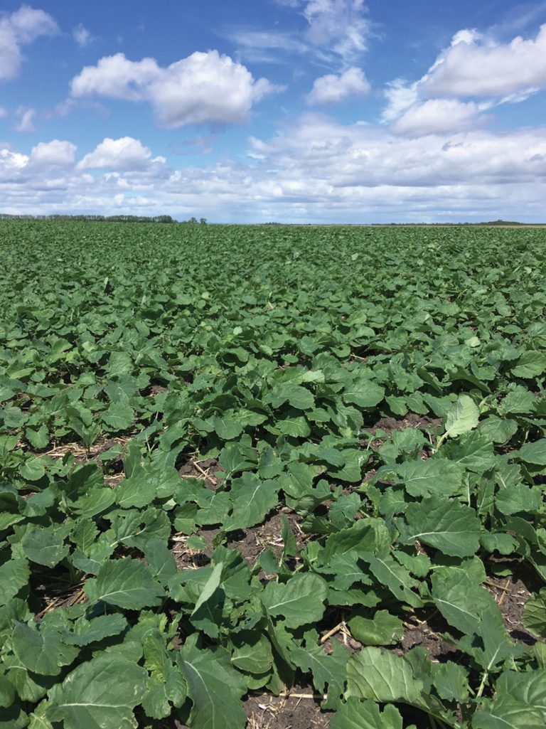 Are you limiting your canola’s potential? - Grainews