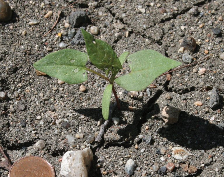 Wild buckwheat: A weed to watch - Grainews