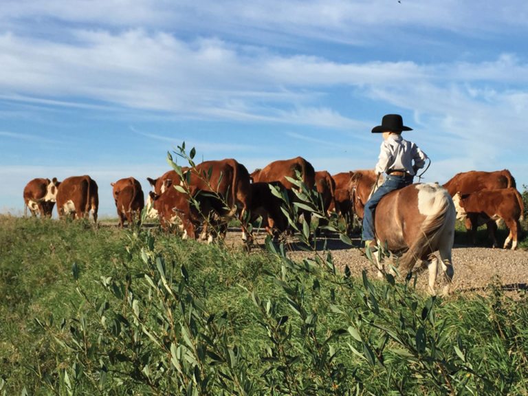 Patience is key for easy cattle handling - Grainews