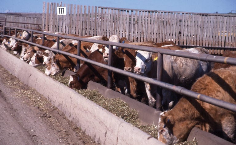 Benefits to direct-shipping cattle - Grainews