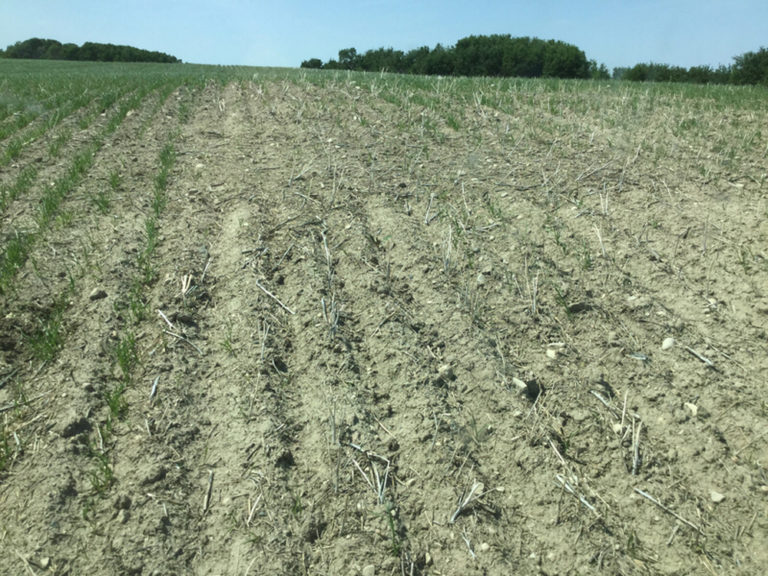 Crop advisor casebook: Why is this barley crop patchy in rectangular ...