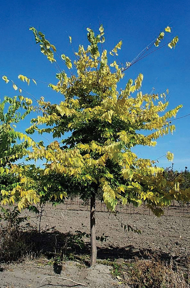Singing Gardener: Get to know the ‘Delta’ Hackberry tree - Grainews