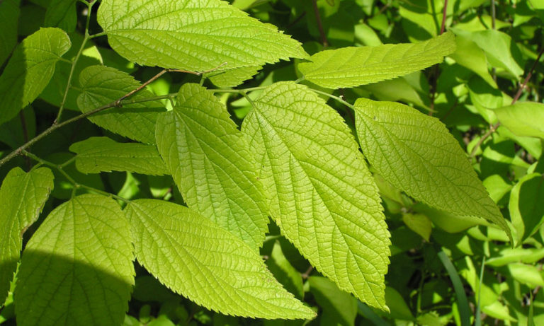 Singing Gardener: Get to know the ‘Delta’ Hackberry tree - Grainews