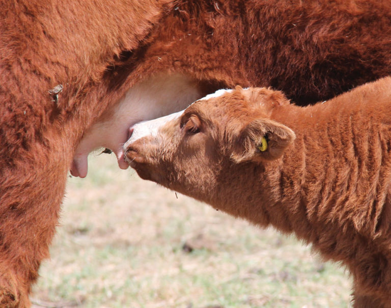 Cow Udder Conformation, Why Matters, What is Good Udders