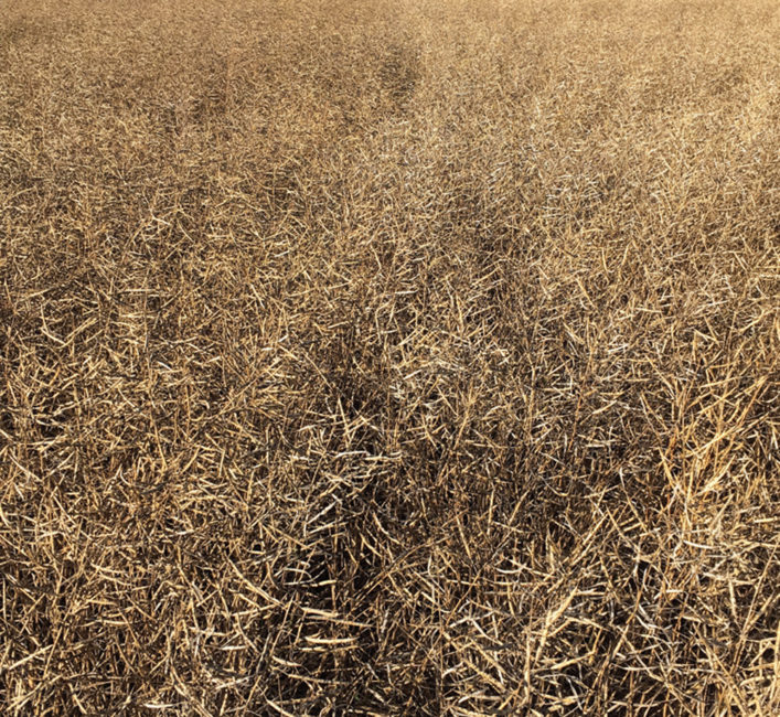 What we learned after six seasons of straight cutting canola