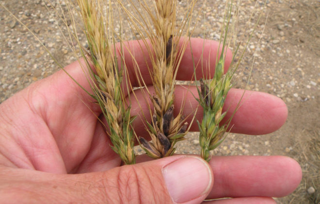 Establishing a corn crop for grazing or silage | Grainews