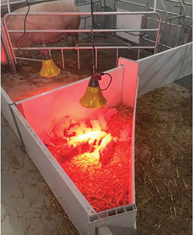 Homemade safe creep idea protects piglets - Grainews