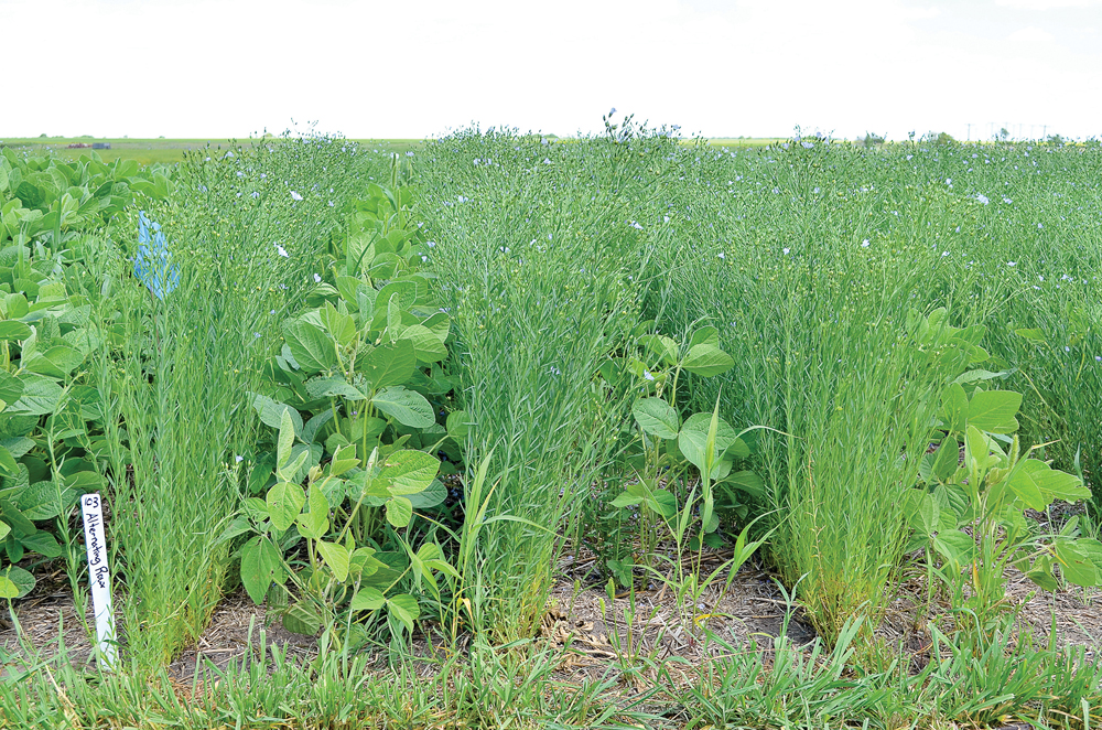 reducing-inputs-through-intercropping-grainews