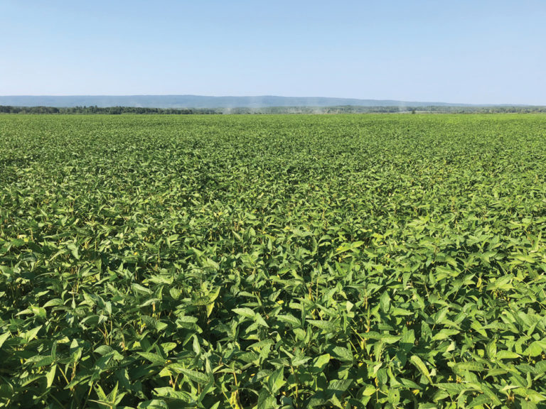 Crop advisor casebook: Soybeans wilt and die off after emergence - Grainews