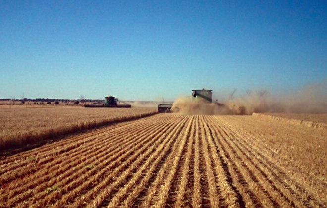 The science behind intercropping | Grainews