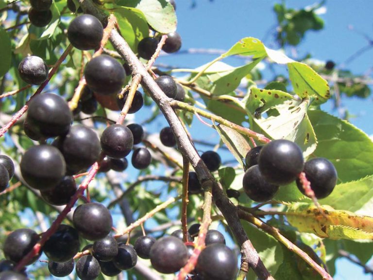 Wild Chokecherries Benefits, How to Eat Chokecherries