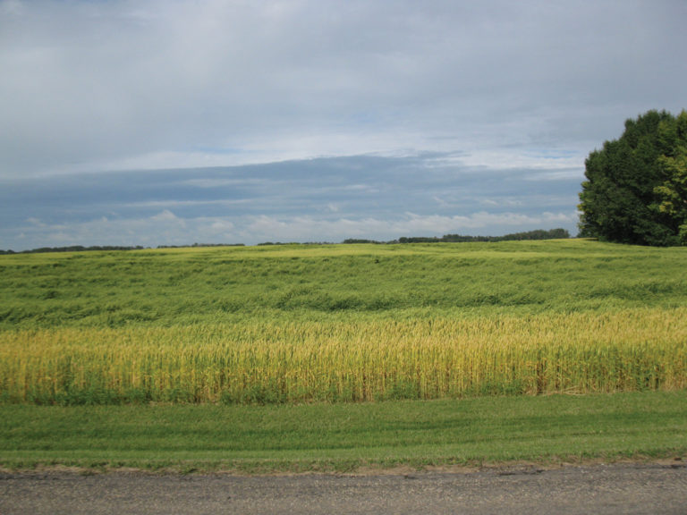 Identifying copper deficiency in wheat - Grainews