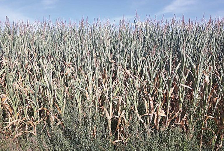 Drought-stricken corn can make dangerous silage - Grainews