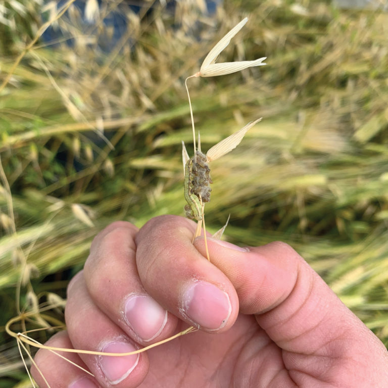 Growing 180 bushels of barley | Grainews