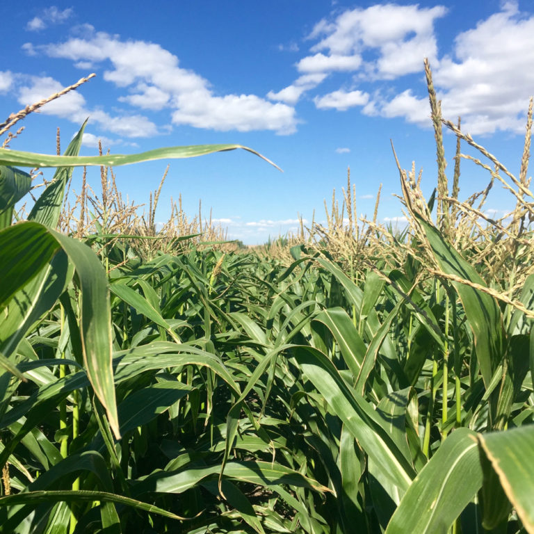 Choosing the right corn seed - Grainews