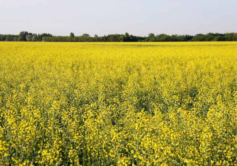 New canola varieties for the 2020 crop year - Grainews