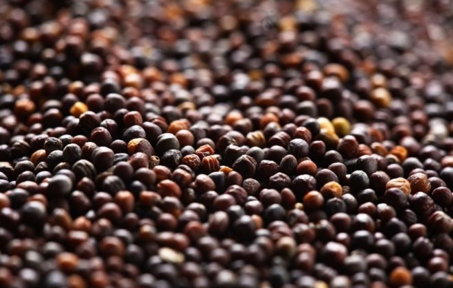 How to identify and prevent root rots in canola | Grainews