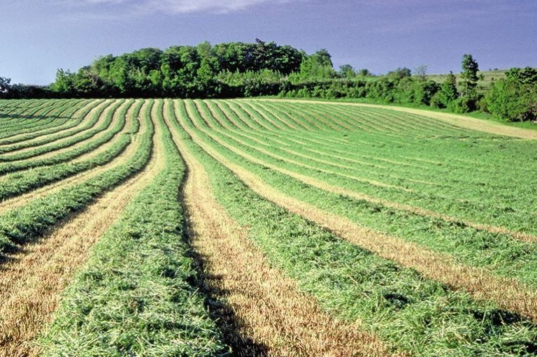 Pickseed to buy forage seed firm Moore Seeds - Grainews