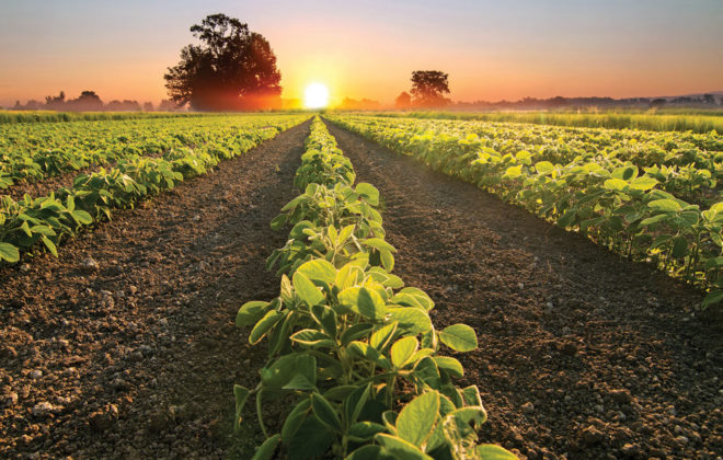 New strain of rhizobia enters the soybean inoculant game | Grainews